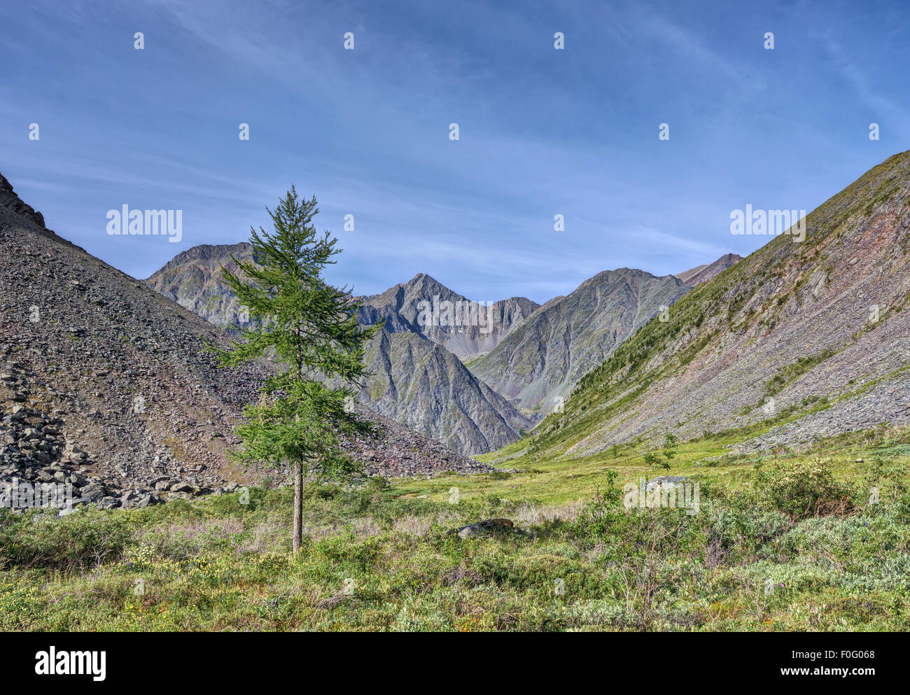 Lonely larch in a mountain tundra of Eastern Siberia. Buryatia. Russia ...