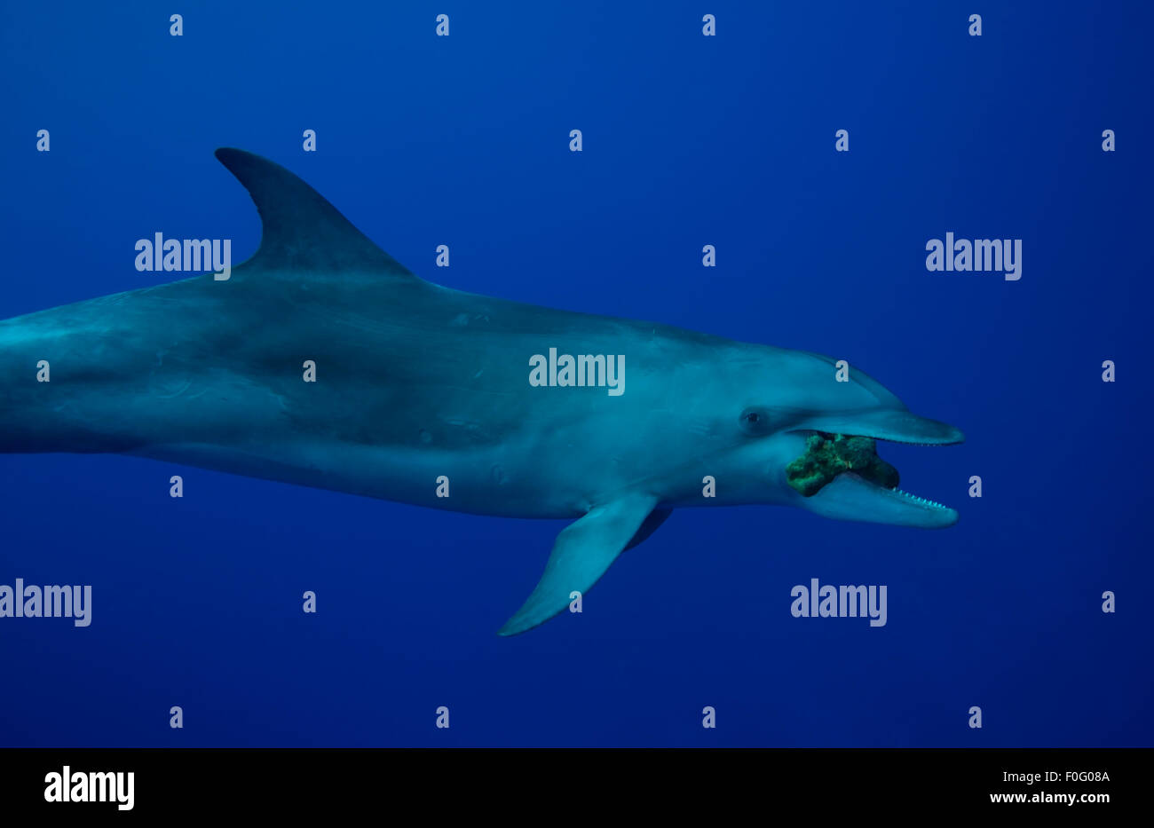 Dolphin Sponge High Resolution Stock Photography and Images - Alamy