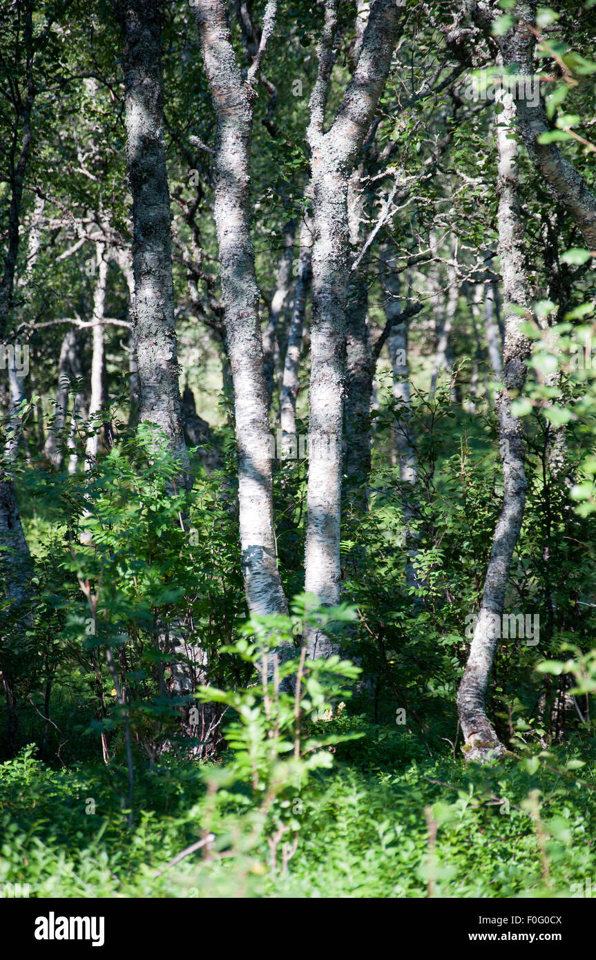 Birch trees in Bindal in Nordland, Norway on a sunny summer day Stock ...