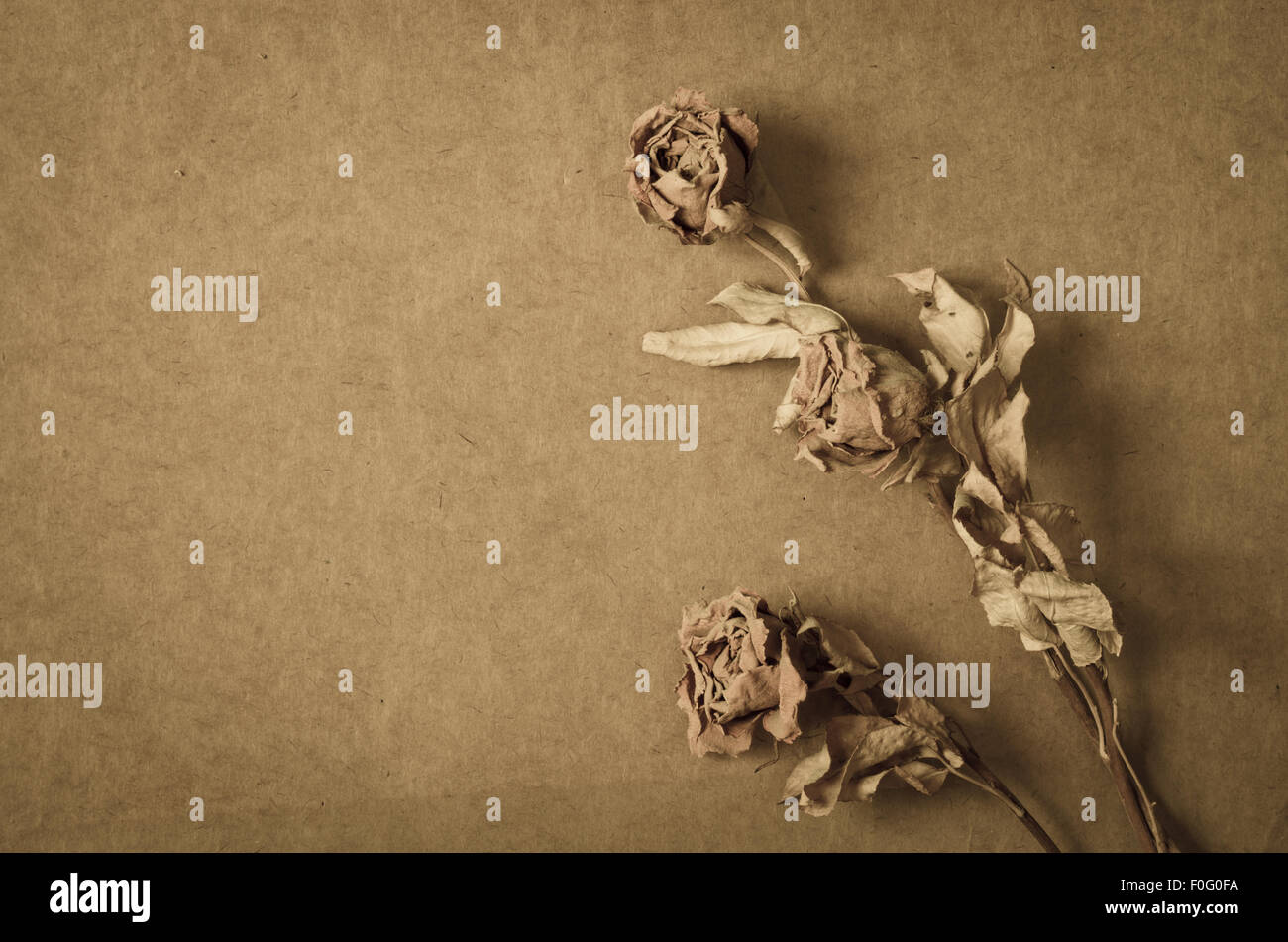 Dried roses texture hi-res stock photography and images - Alamy