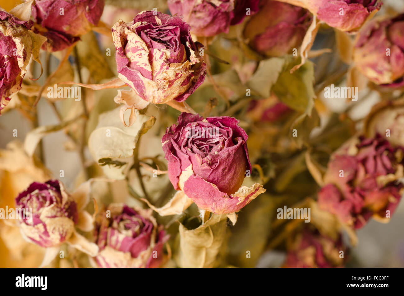 close up to dried roses Stock Photo - Alamy