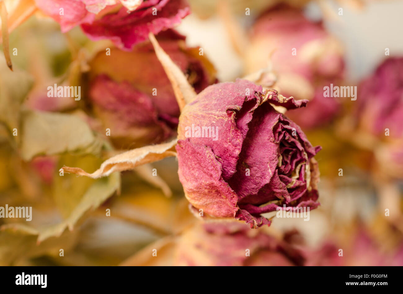 close up to dried roses Stock Photo - Alamy