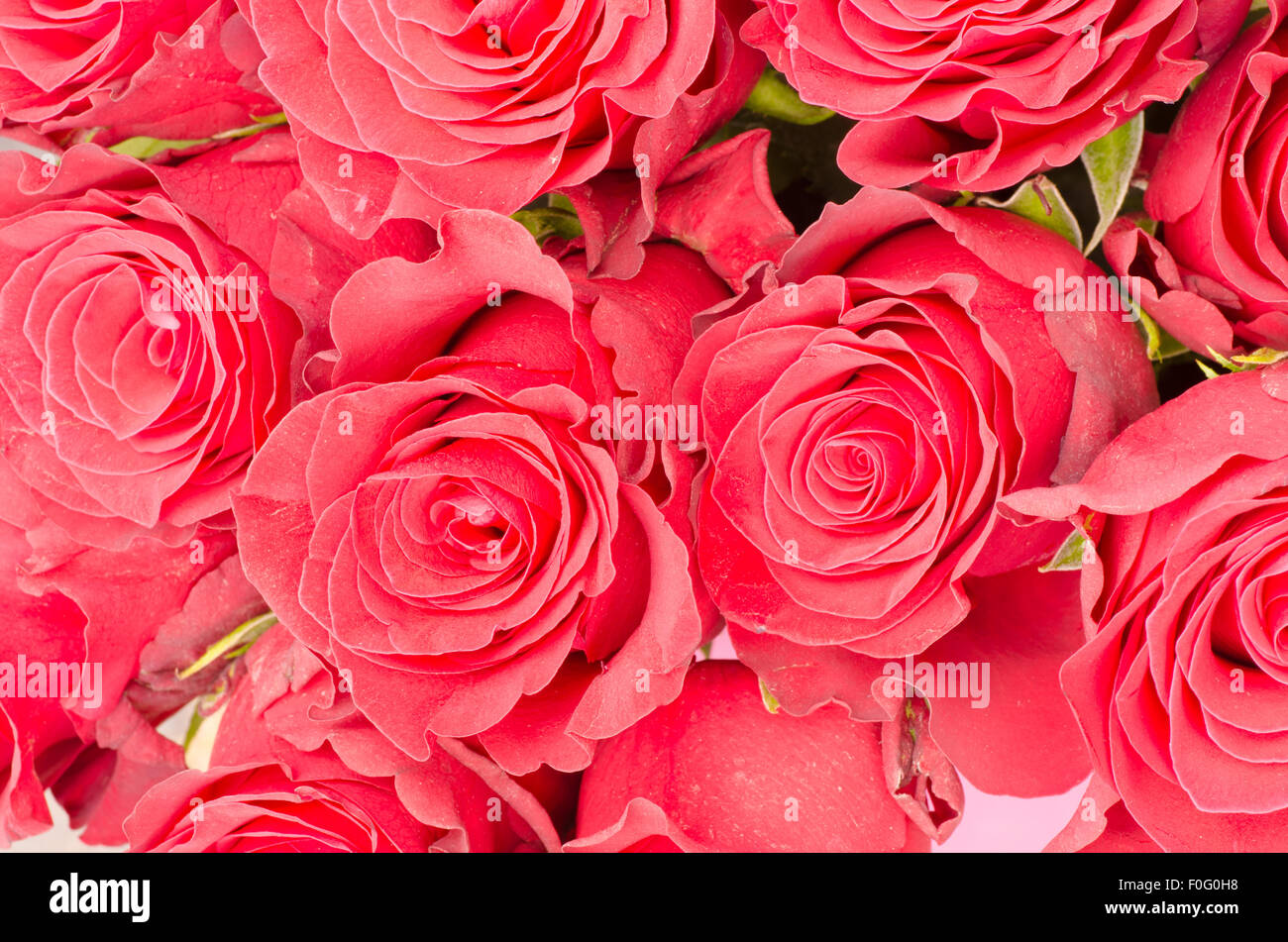 Fresh roses hi-res stock photography and images - Alamy