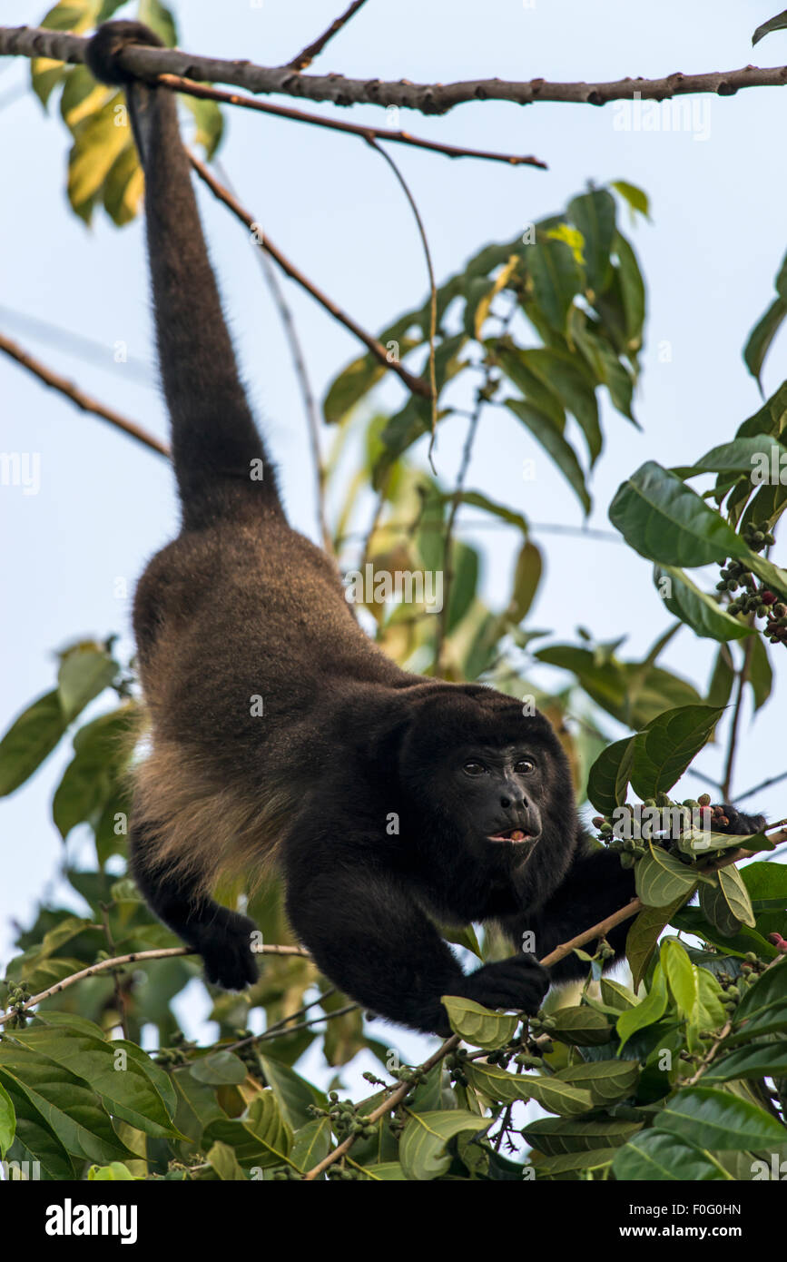 Howler monkey tree hi-res stock photography and images - Alamy