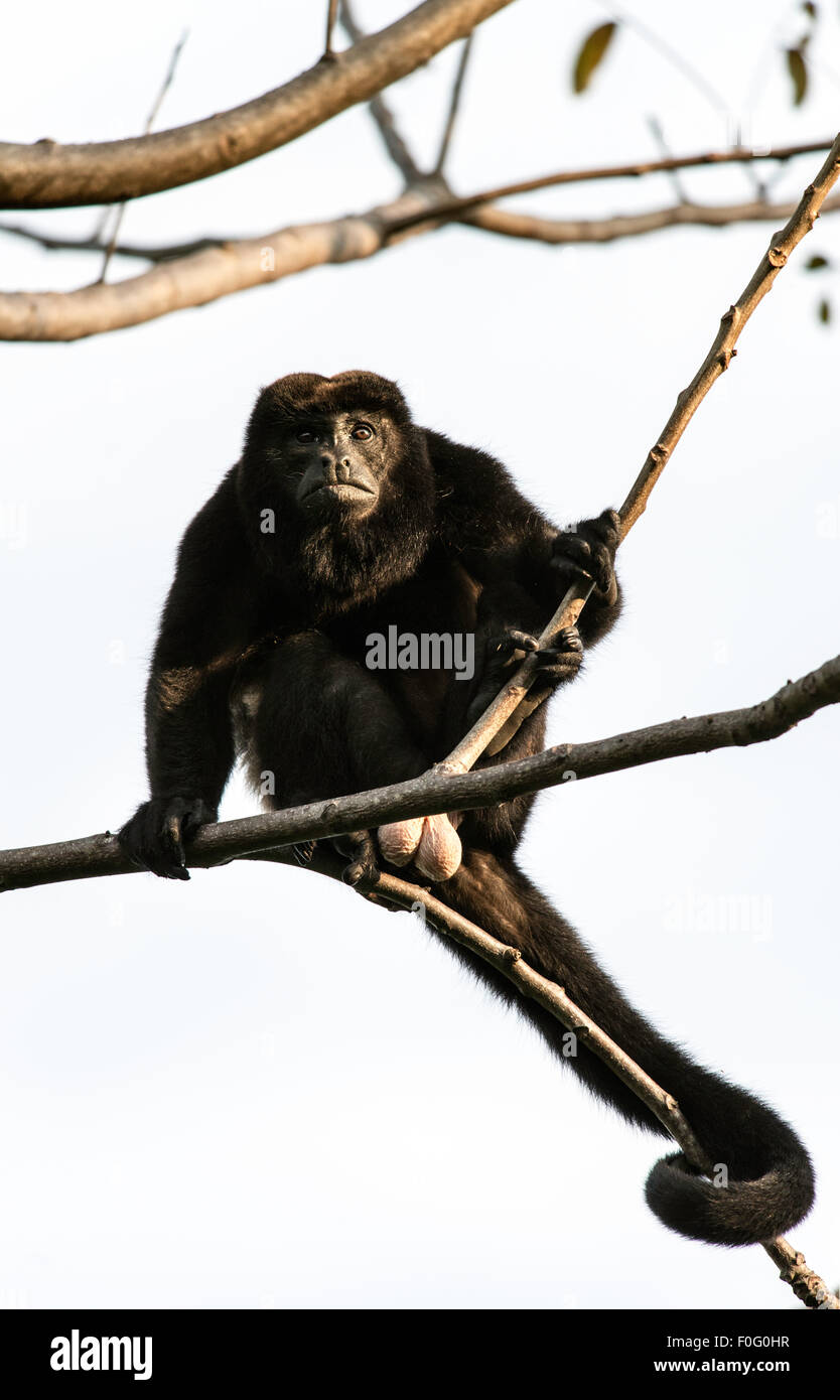 Adult male mantled howler monkey on tree Monteverde Costa Rica Stock ...