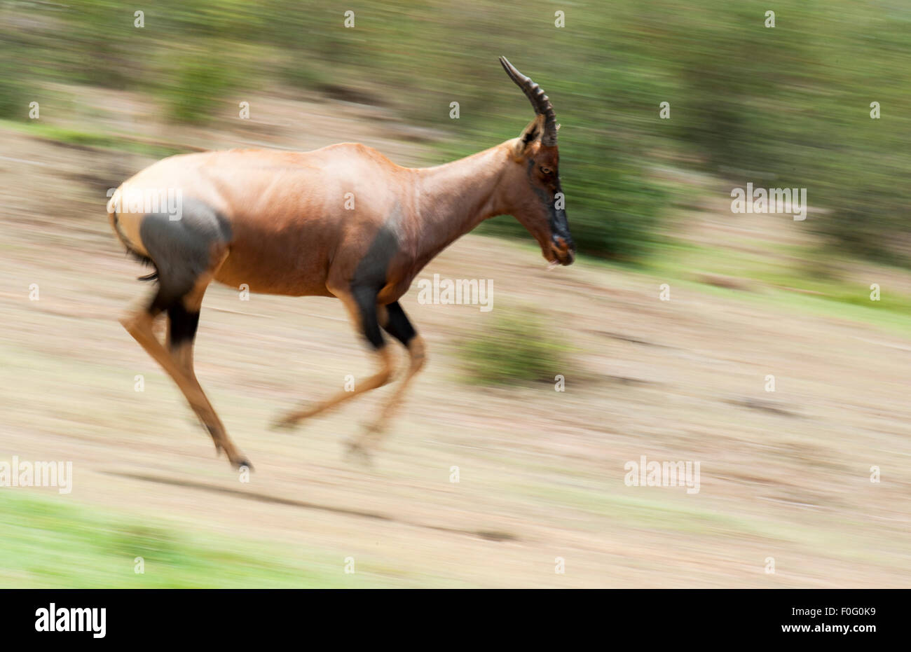 Topi running at full speed Mara Naboisho conservancy Kenya Africa Stock ...