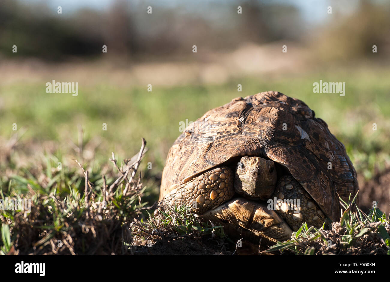 Portrait of leopard tortoise Mara Naboisho conservancy Kenya Africa ...