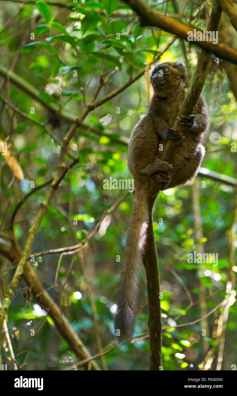 Golden bamboo lemur on tree Madagascar Stock Photo - Alamy