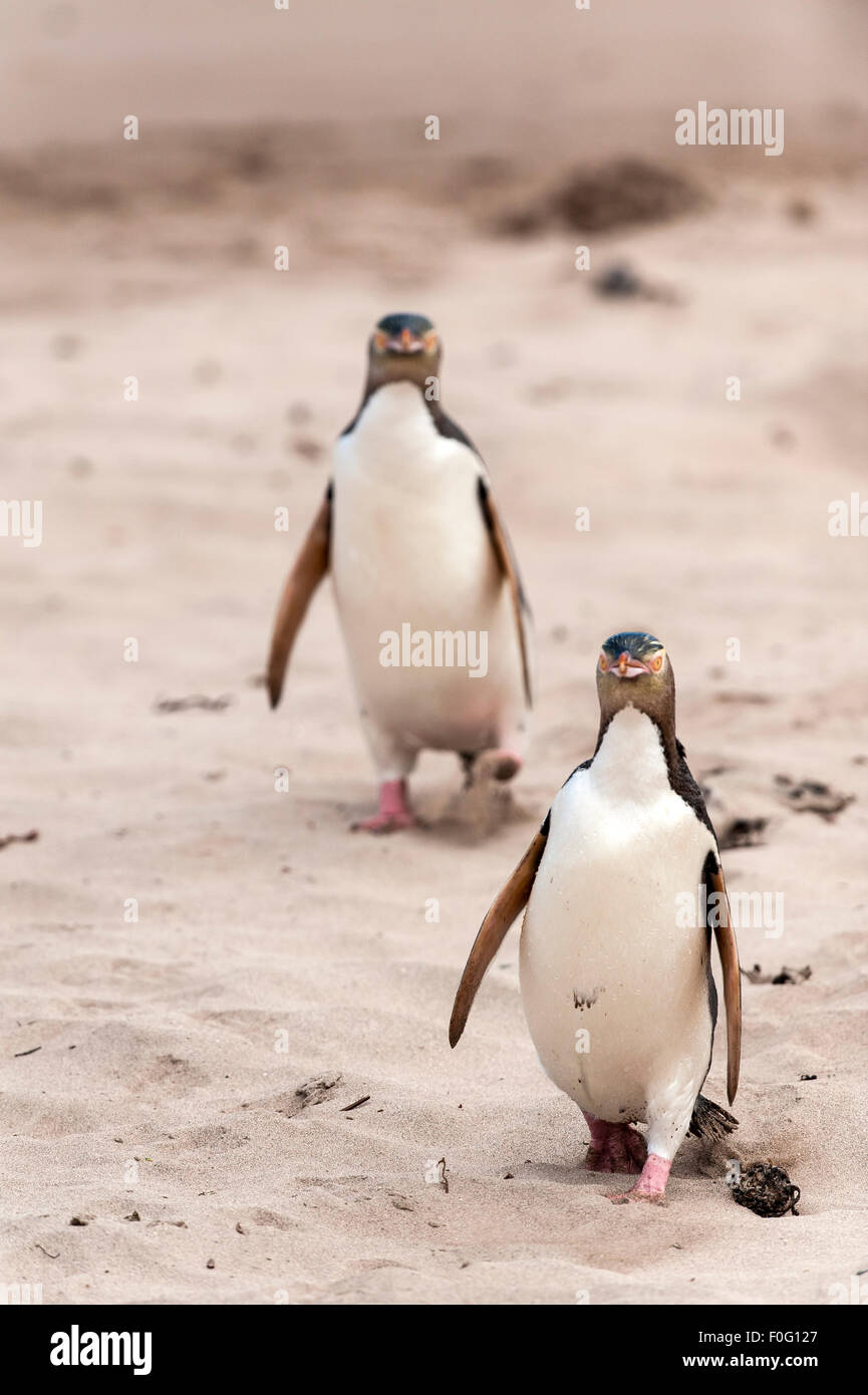 Penguin Walk Fiordland Penguin Or Tawaki Walking At Monro Beach With