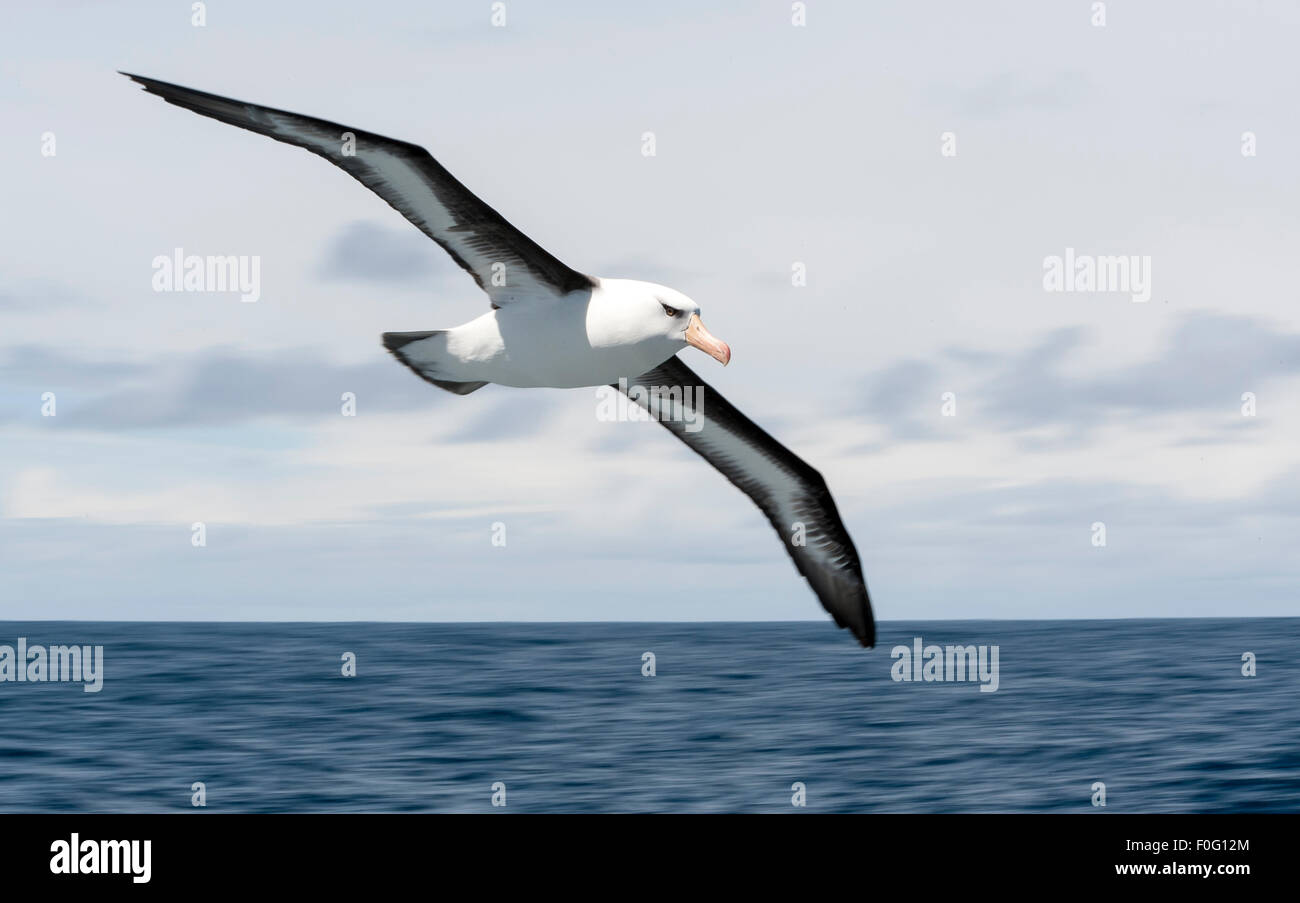 Black-browed Albatross in flight Southern Ocean New Zealand Stock Photo ...