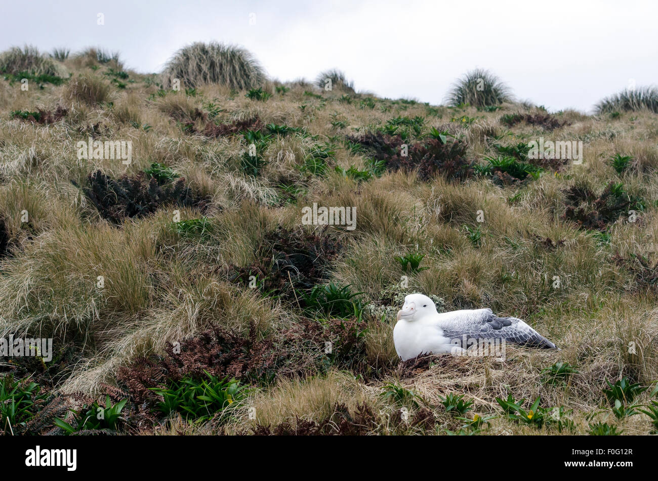 Southern royal albatross sitting on nest at Campbell island New Zealand ...