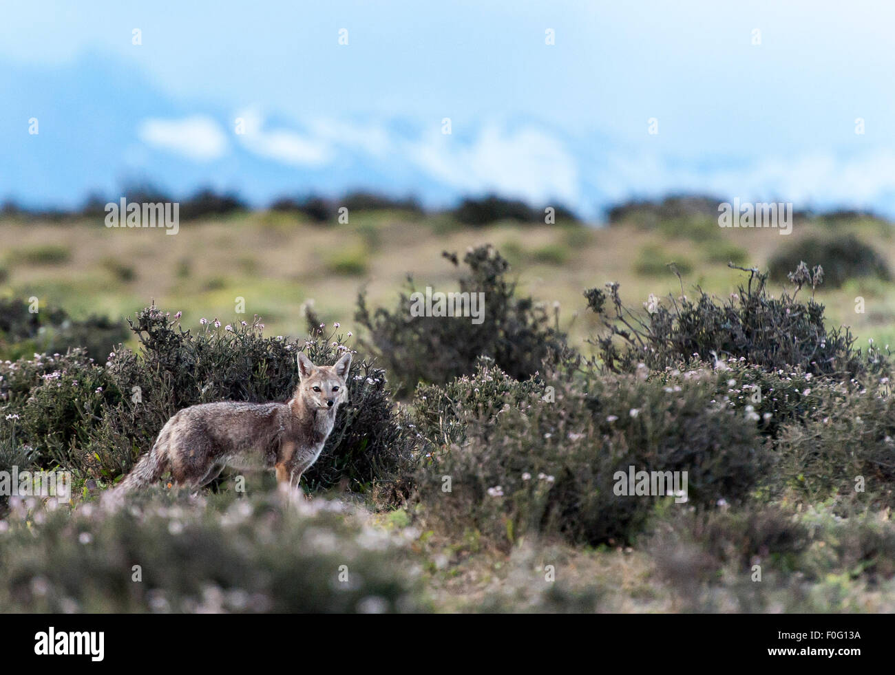 South American or Patagonian grey fox portrait Cerro Guido estancia ...