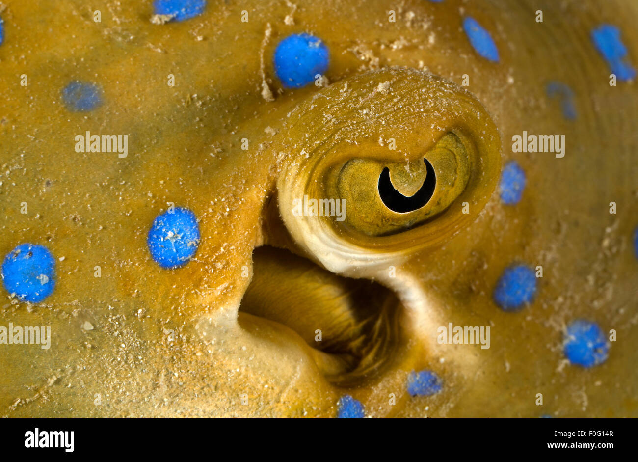 Blue eyes fish hi-res stock photography and images - Alamy