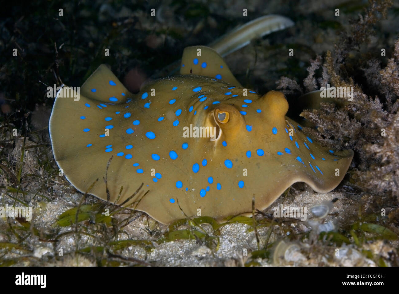 SPOTTED BLUE RAY SWIMMING ON THE BOTTOM DURING NIGHT Stock Photo - Alamy