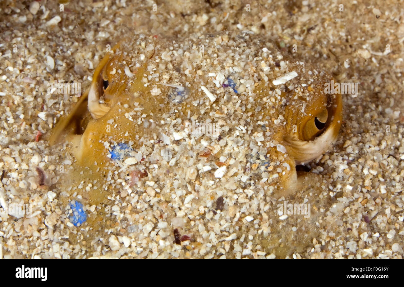 CLOSE-UP VIEW OF BLUE SPOTTED RAY EYES Stock Photo - Alamy