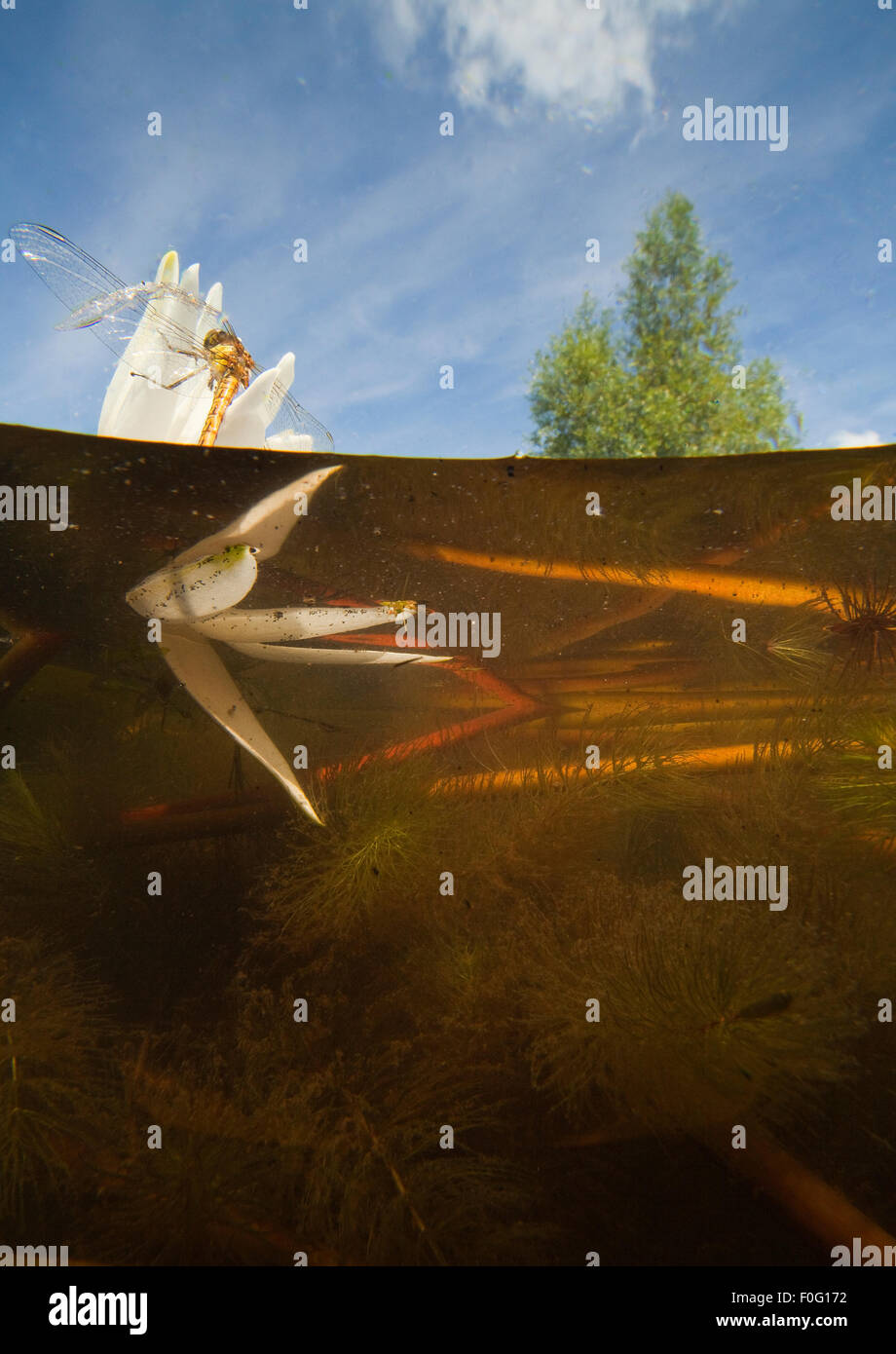 Nymphaea alba roots hi-res stock photography and images - Alamy