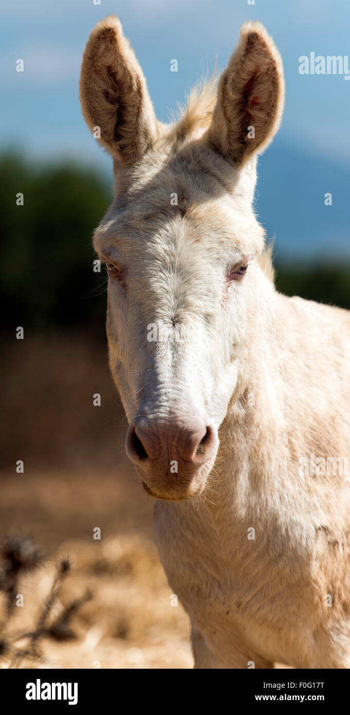 White donkey hi-res stock photography and images - Alamy