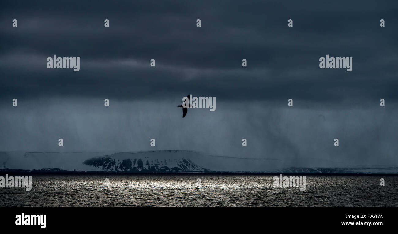Northern fulmar in flight Svalbard Spitsbergen Norway Arctic Circle ...