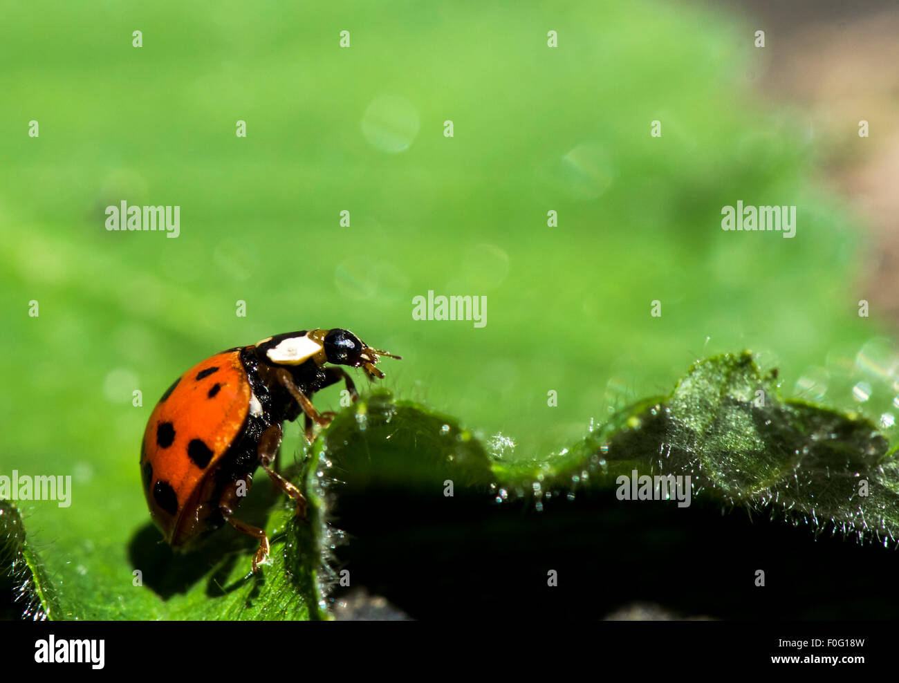 Ladybird on leaf hi-res stock photography and images - Alamy