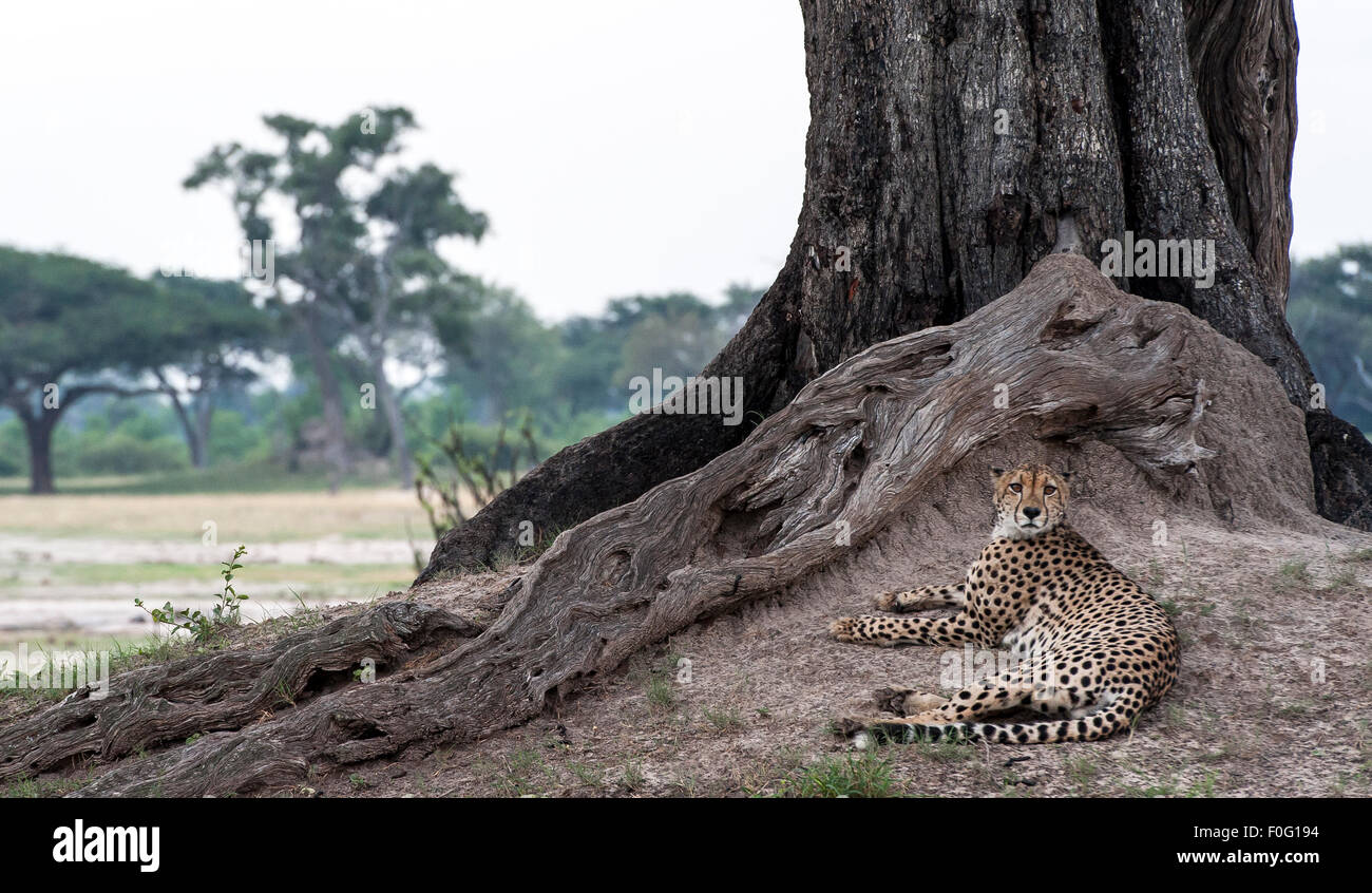 Resting under a tree hi-res stock photography and images - Alamy