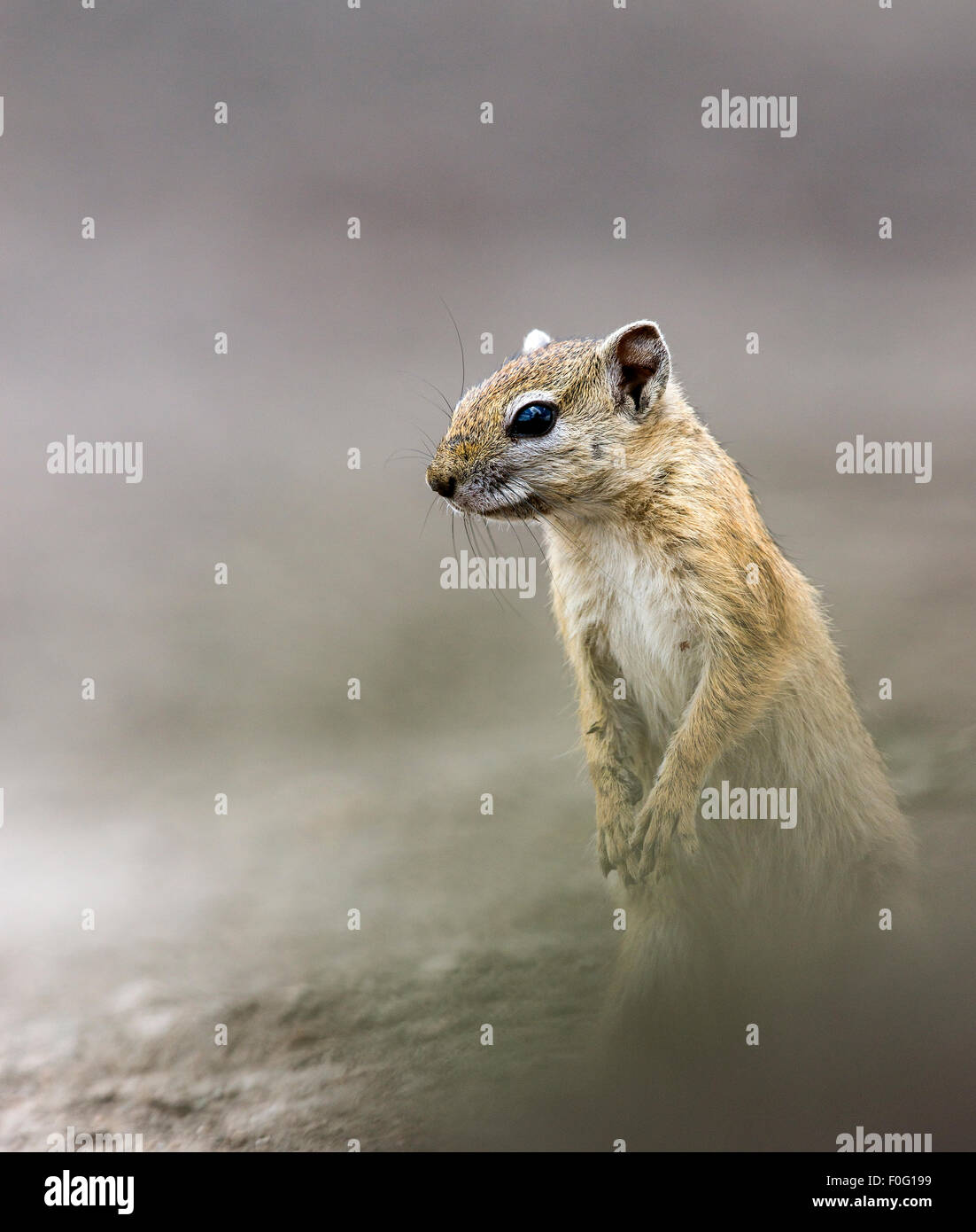 Mopane tree hi-res stock photography and images - Alamy