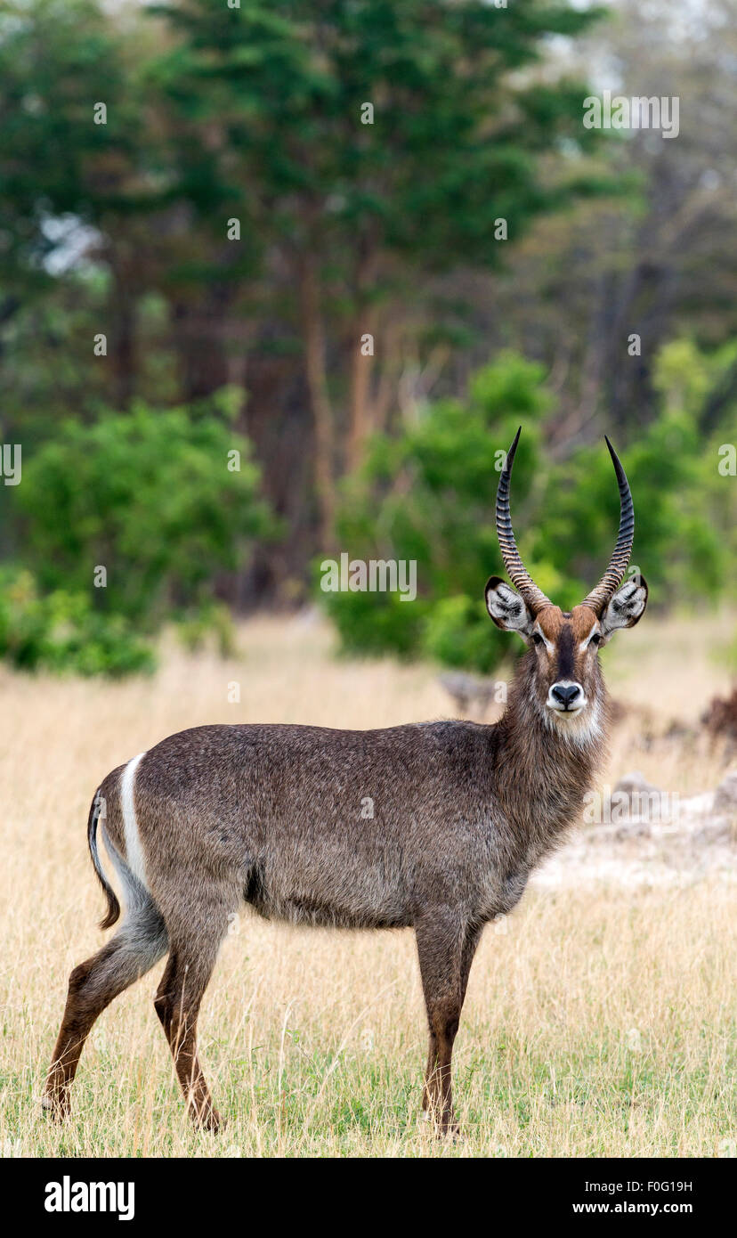 Adult male waterbuck portrait Hwange National Park Zimbabwe Africa ...