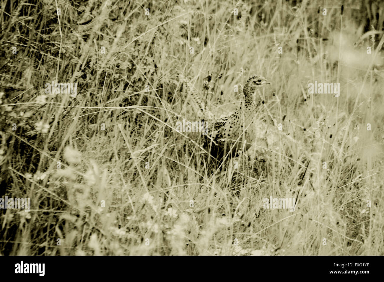 Pheasant nest hi-res stock photography and images - Alamy