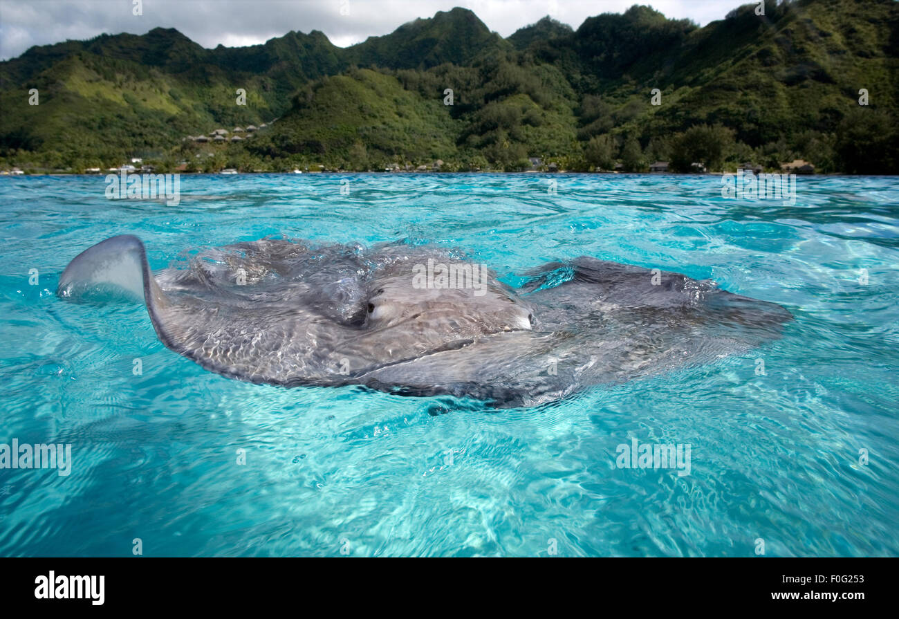 GREY STINGRAY SWIMMING ON SURFACE WITH EYES OUT OF WATER Stock Photo ...