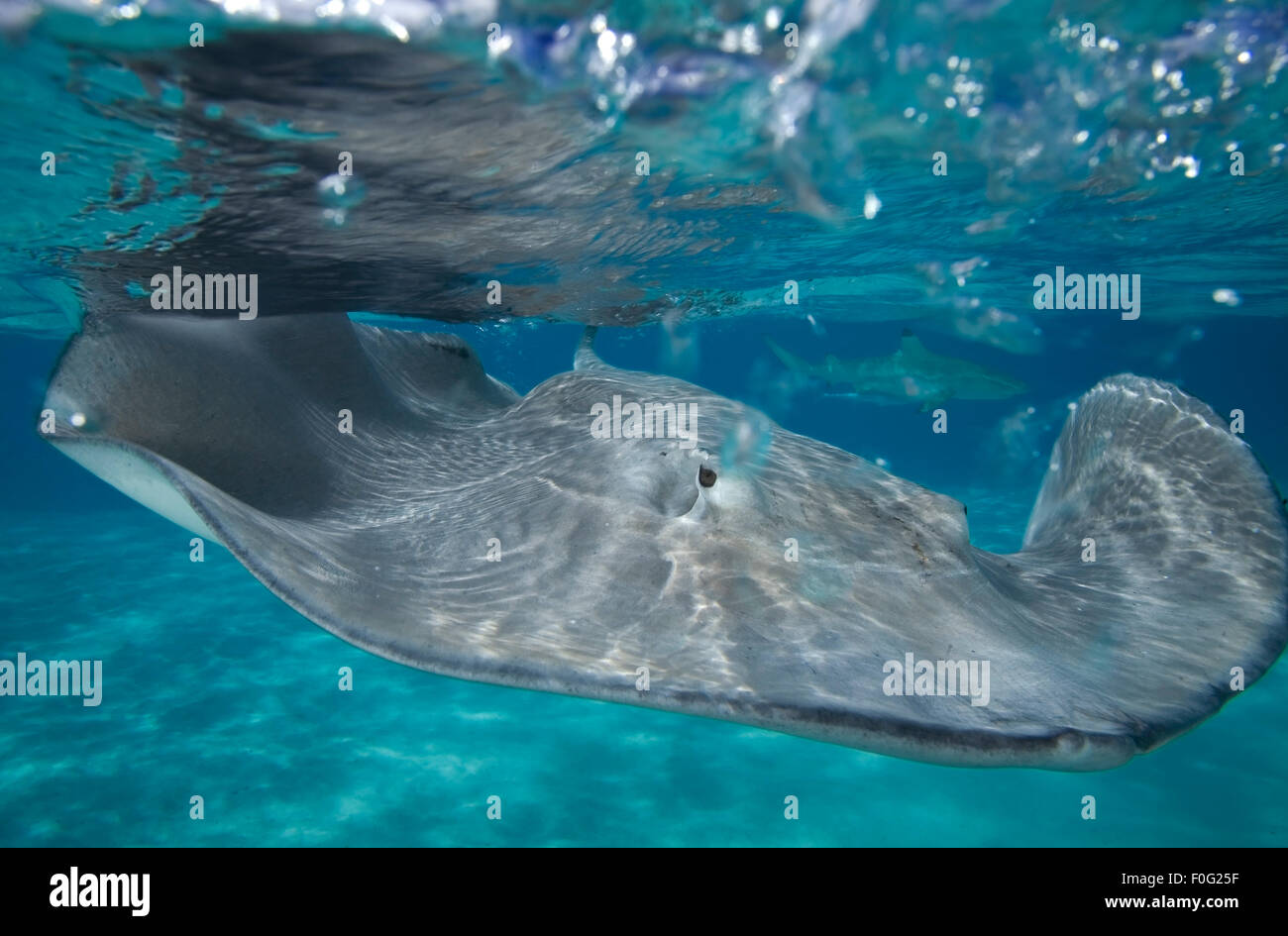 GREY STINGRAY SWIMMING CLOSE TO SURFACE WITH SHARK IN BACKGROUND Stock ...