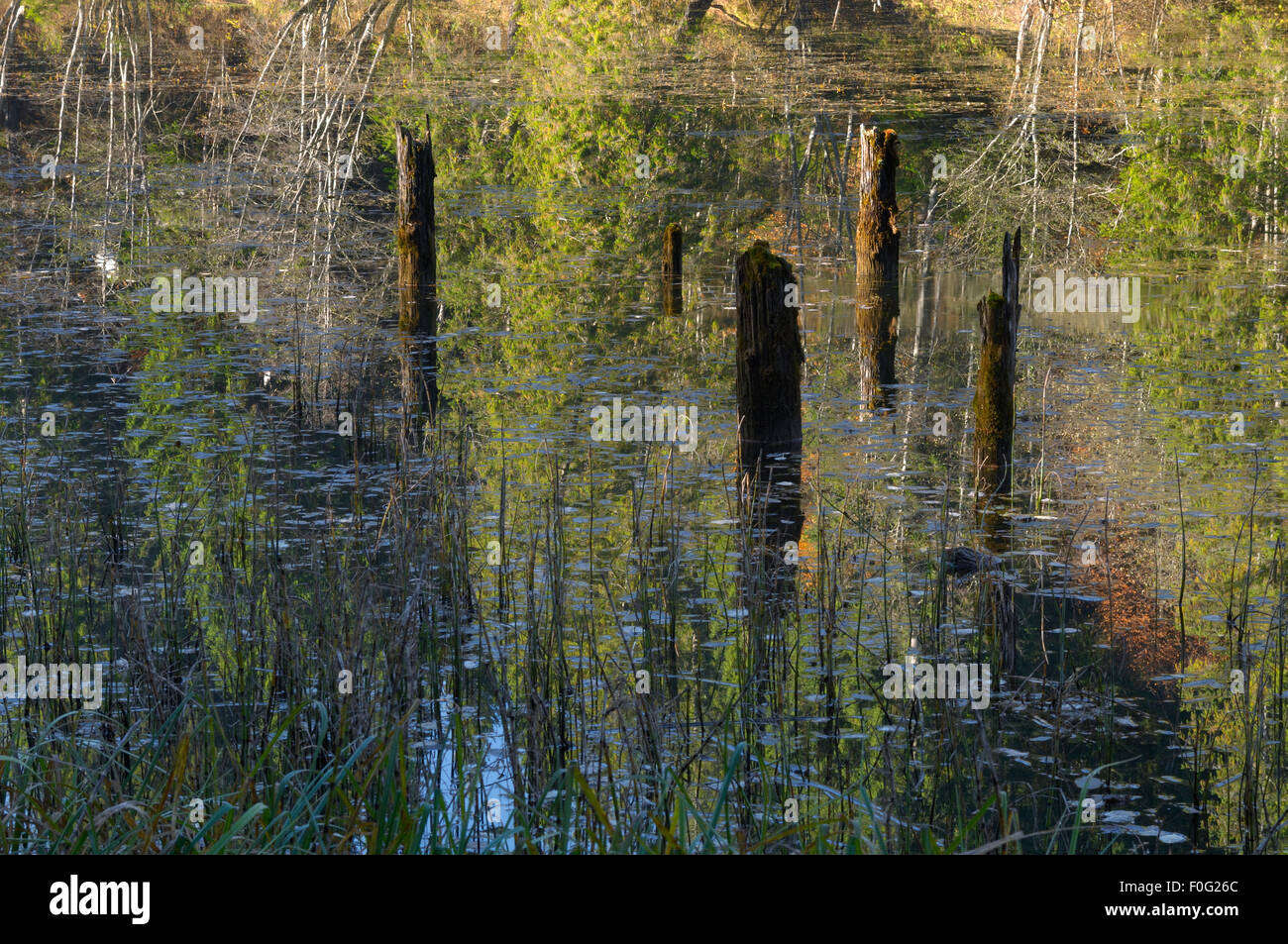 Tree stumps sticking out of water in Red Lake with reflections, Cheile ...