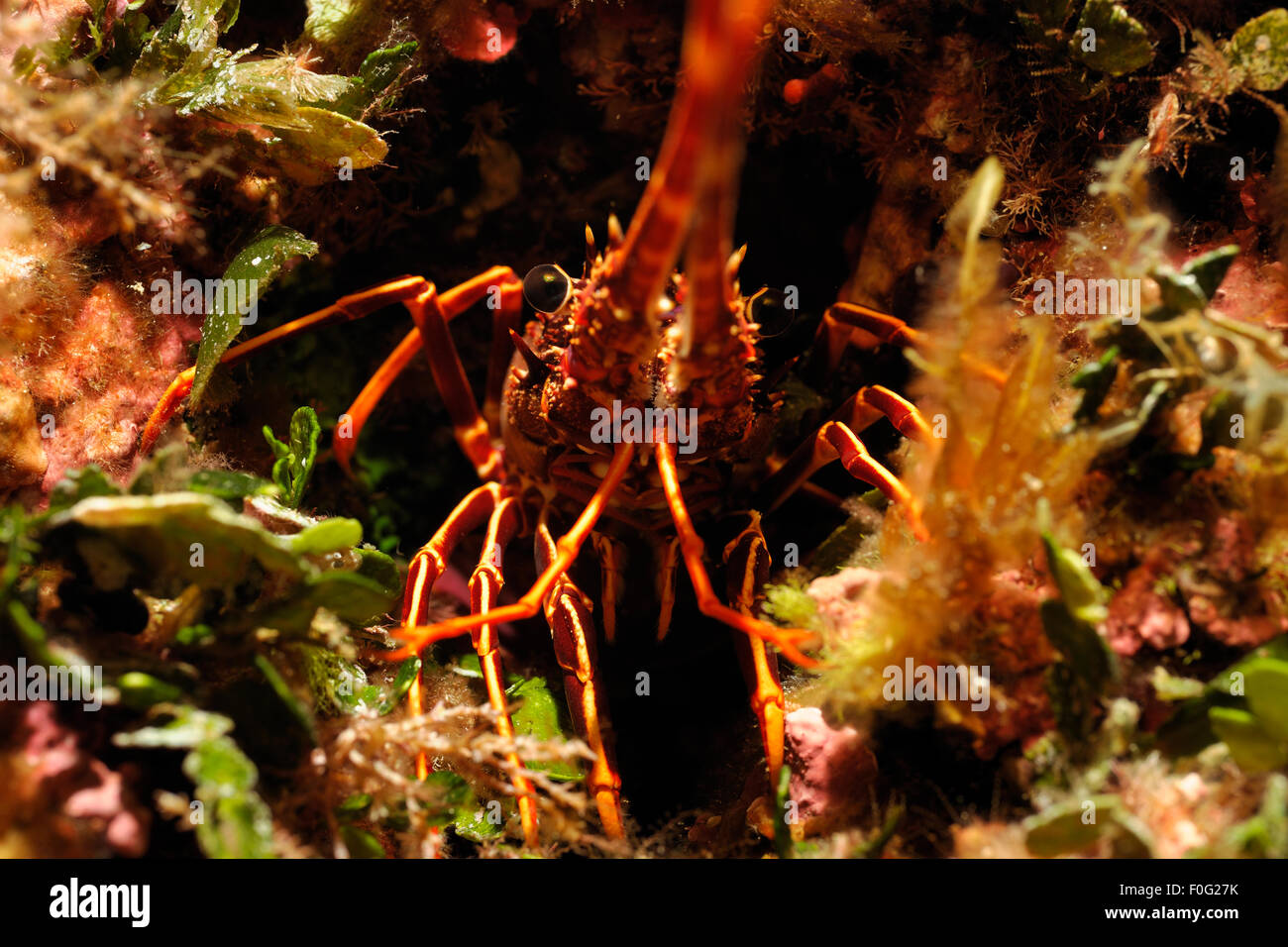 European spiny lobster palinurus elephas hi-res stock photography and ...