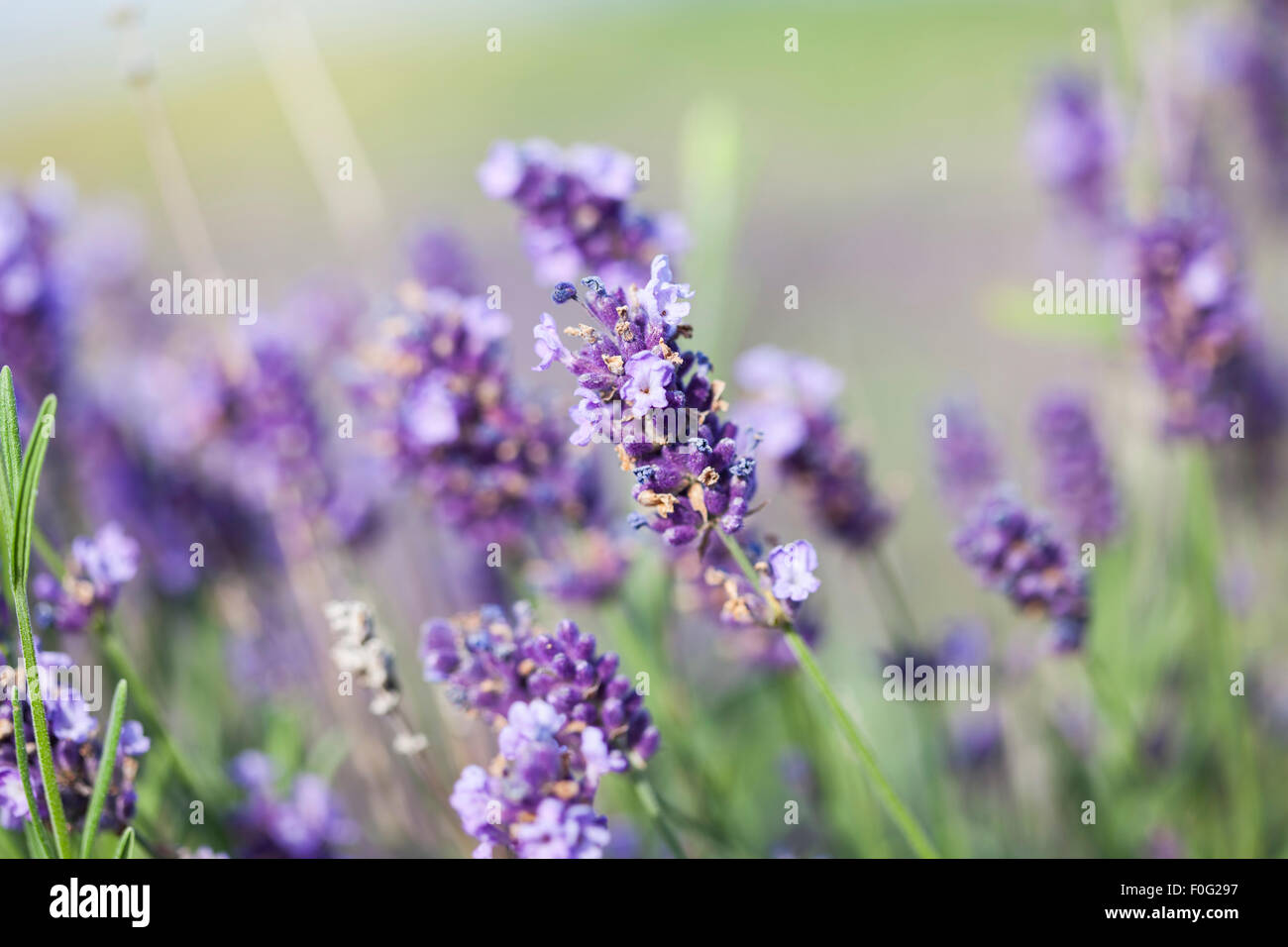 Vintage photo of lavender flowers Stock Photo - Alamy