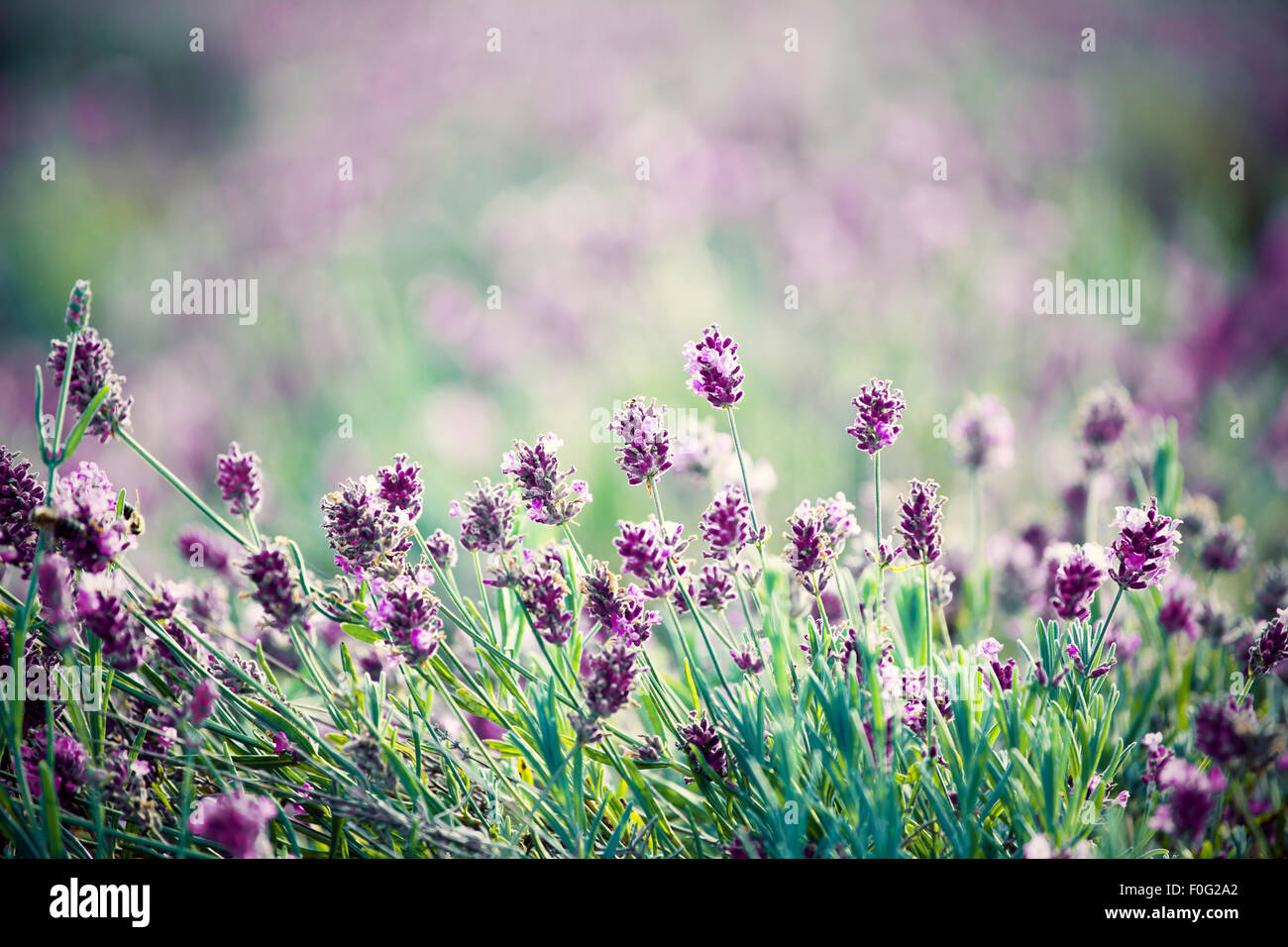 Vintage photo of lavender flowers Stock Photo - Alamy