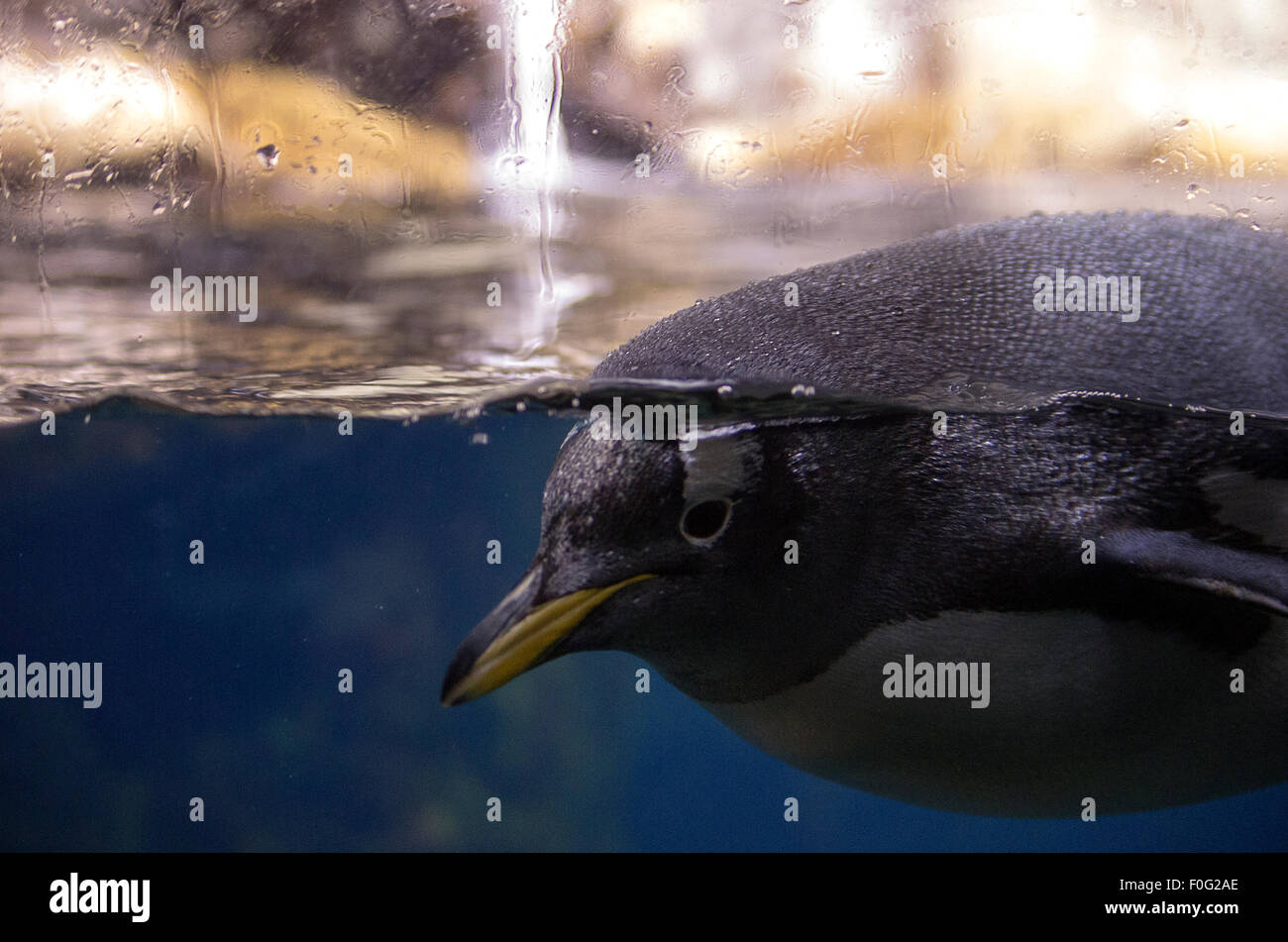 animals of the zoo at the genoa aquarium Stock Photo - Alamy