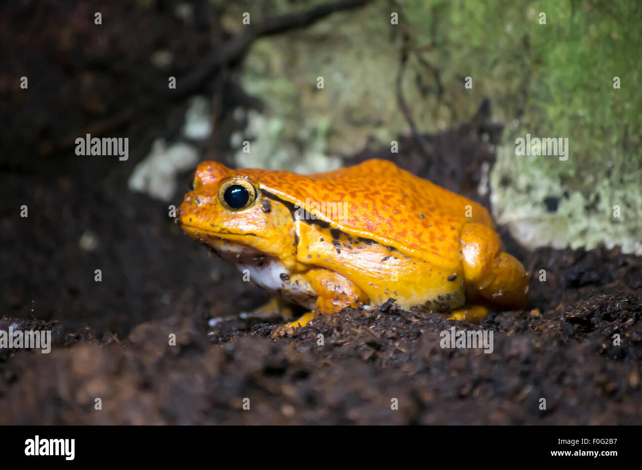 Genoa marine fauna hi-res stock photography and images - Alamy