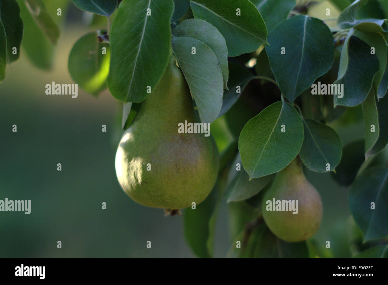 Two pears in tree Stock Photo - Alamy