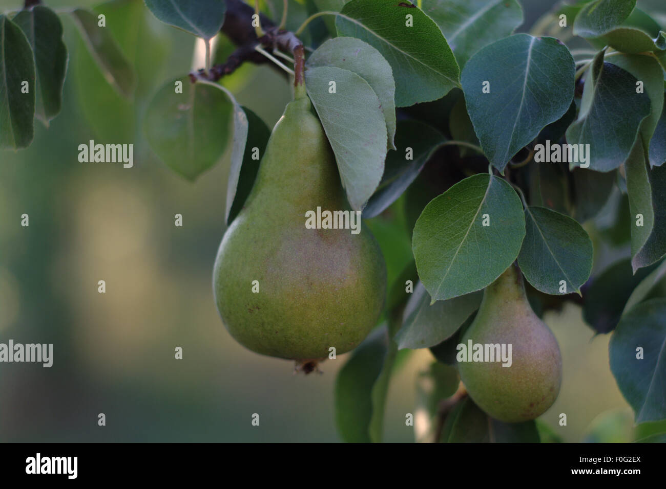 Pears in tree Stock Photo - Alamy