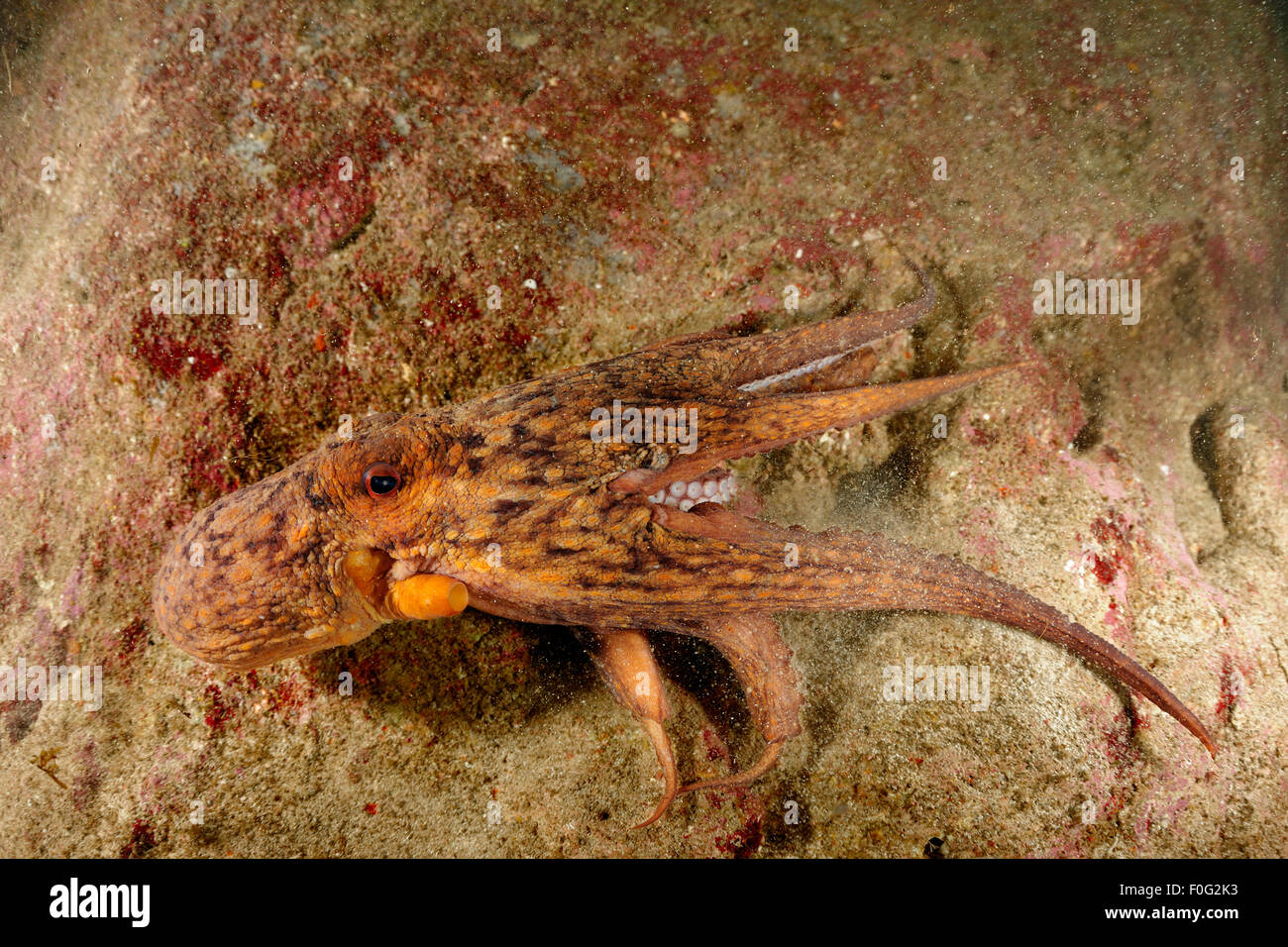 Common octopus (Octopus vulgaris) swimming past rock, Malta ...