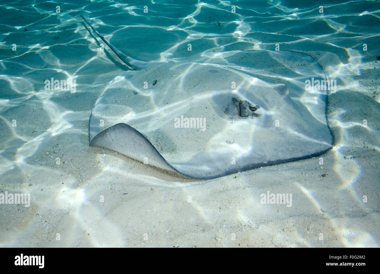 GREY STINGRAY STOPPED ON SAND BOTTOM IN SUNLIGHT Stock Photo - Alamy