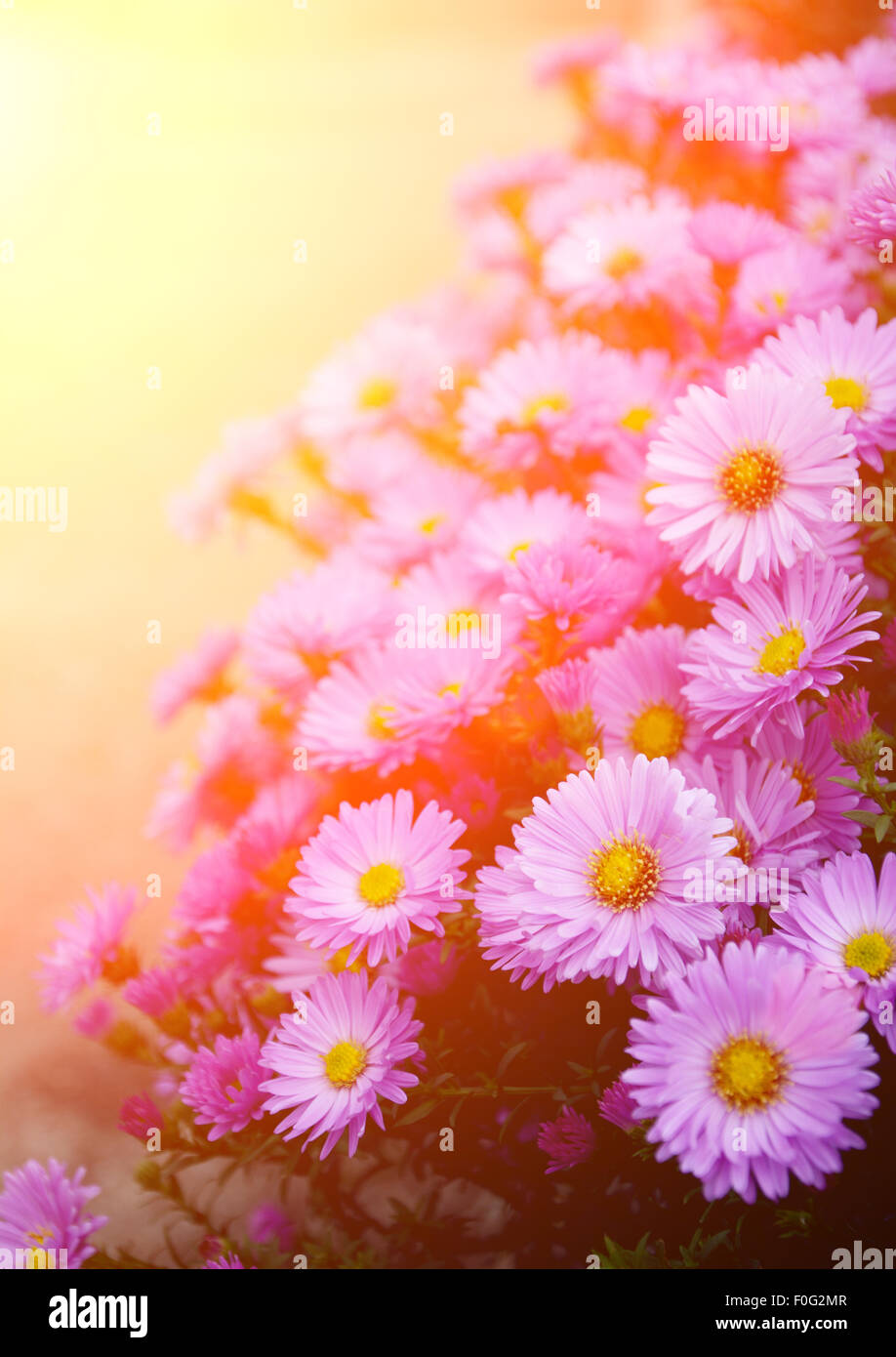 Astra alpine hi-res stock photography and images - Alamy
