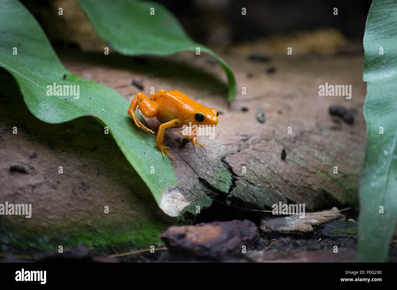 animals of the zoo at the genoa aquarium Stock Photo - Alamy