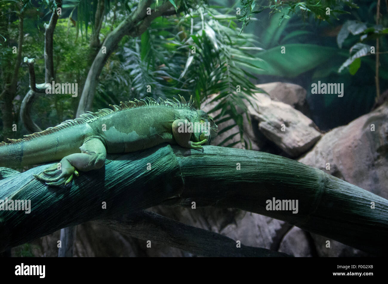 animals of the zoo at the genoa aquarium Stock Photo - Alamy