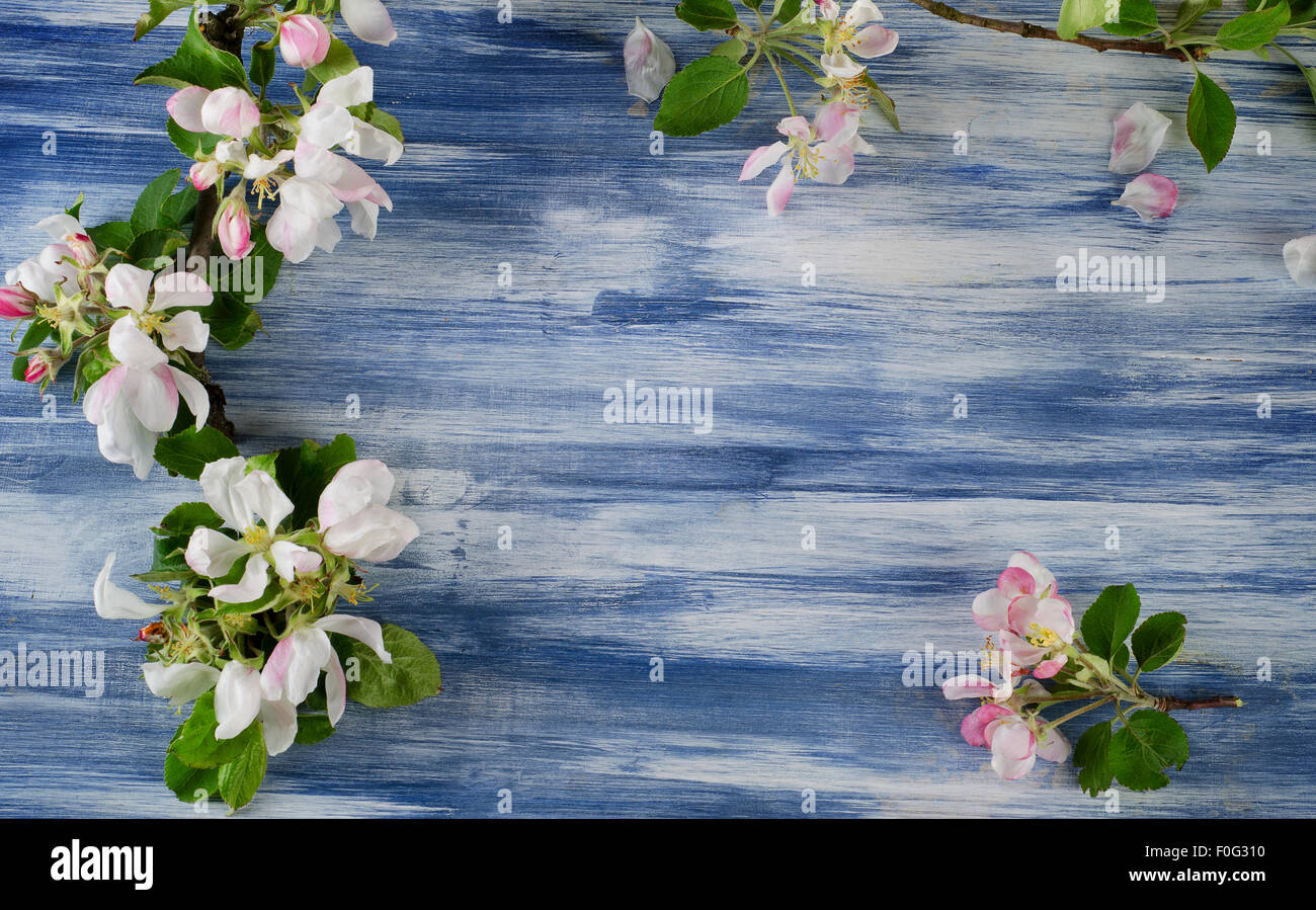 blooming apple twig on blue background. Top view Stock Photo - Alamy