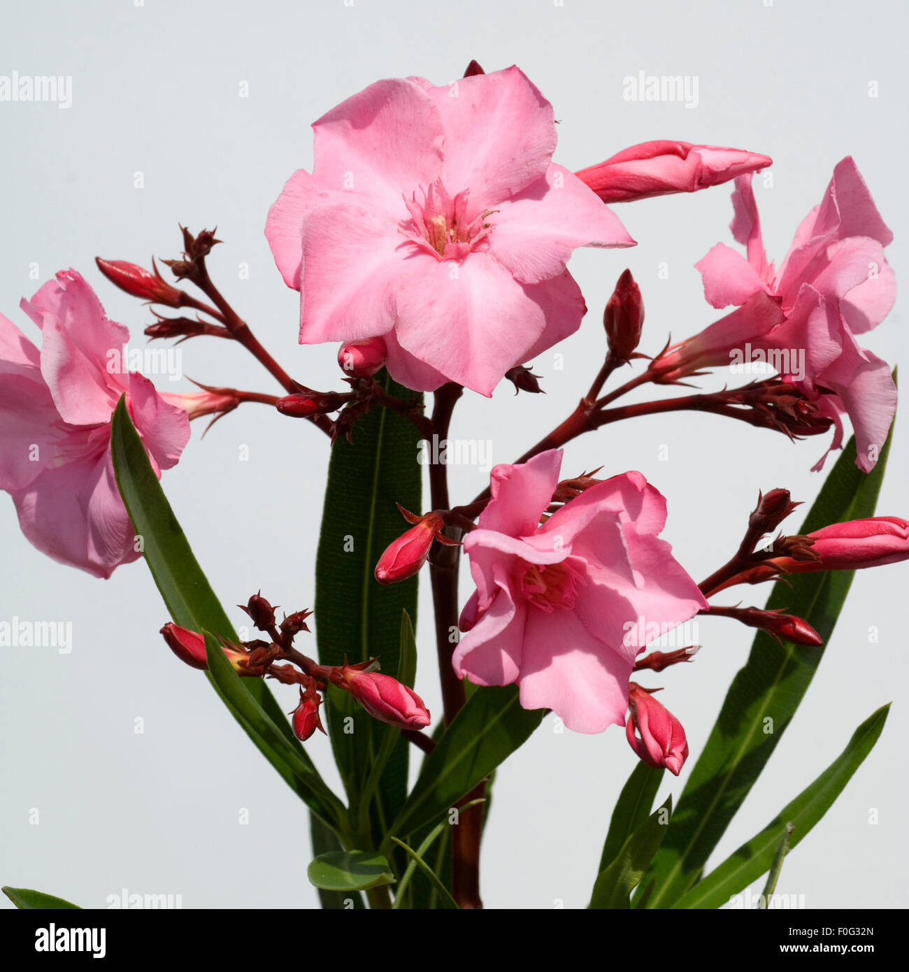 Oleander forest hi-res stock photography and images - Alamy