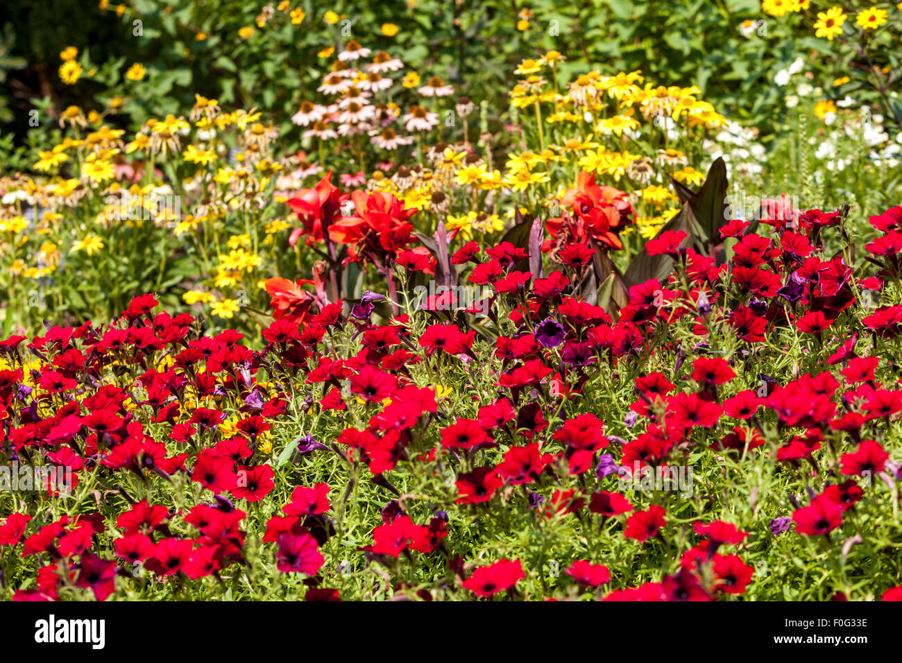 Petunia flower bed hi-res stock photography and images - Alamy