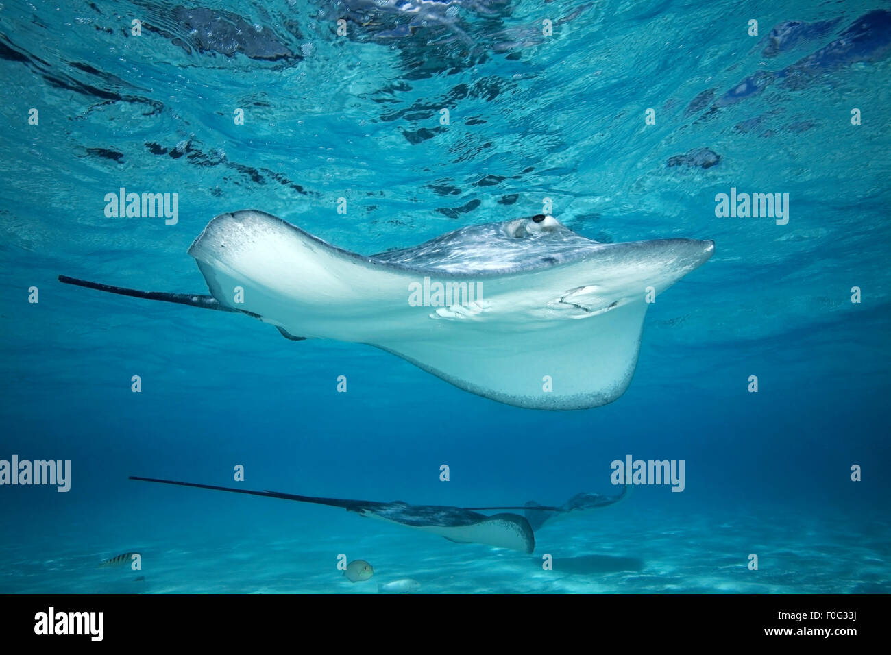 GREY STINGRAY SWIMMING CLOSE TO SURFACE ON BLUE WATER Stock Photo - Alamy