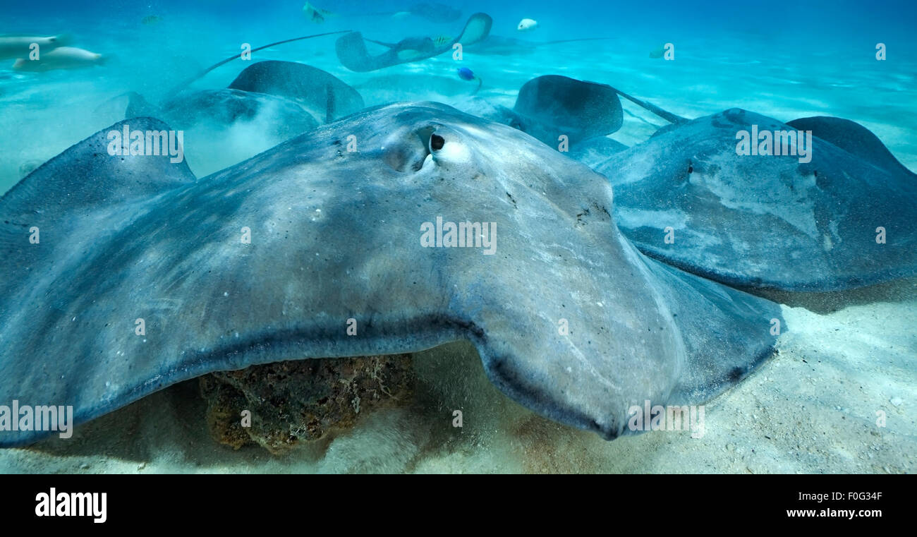 GROUP OF GREY STINGRAY SWIMMING FAST ON SAND BOTTOM Stock Photo - Alamy