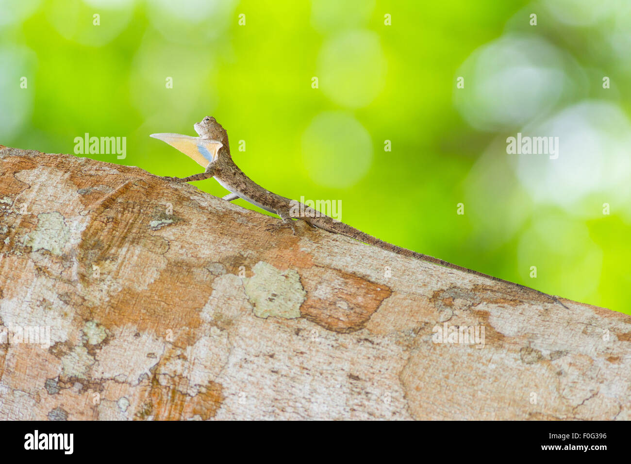 Spotted Flying Dragon on tree, Found in South Thailand Stock Photo - Alamy