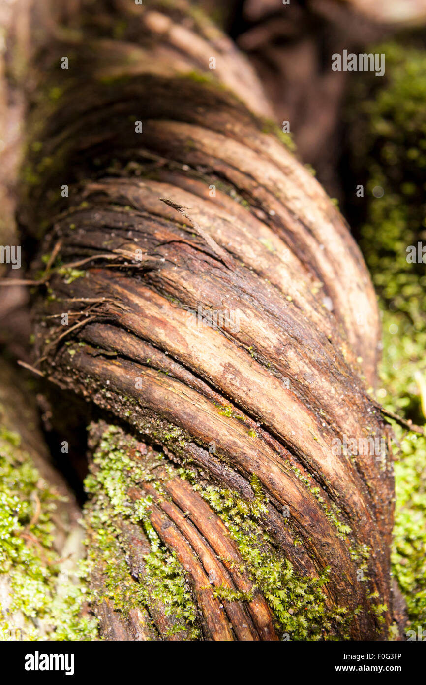 Twisted, moss covered root branches of a tree in warm afternoon ...