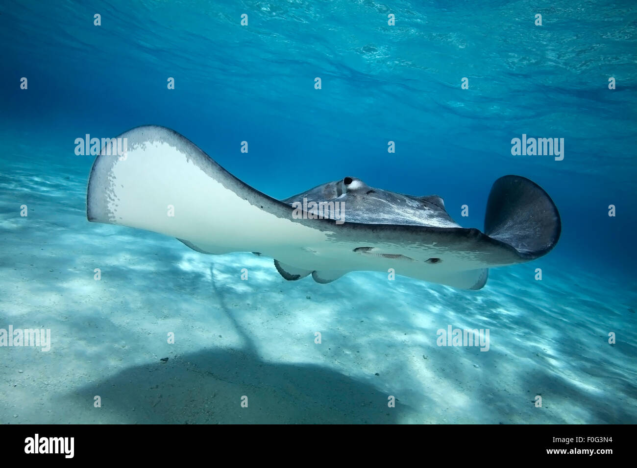 GREY STINGRAY SWIMMING ON THE BLUE CLEAR WATER Stock Photo - Alamy